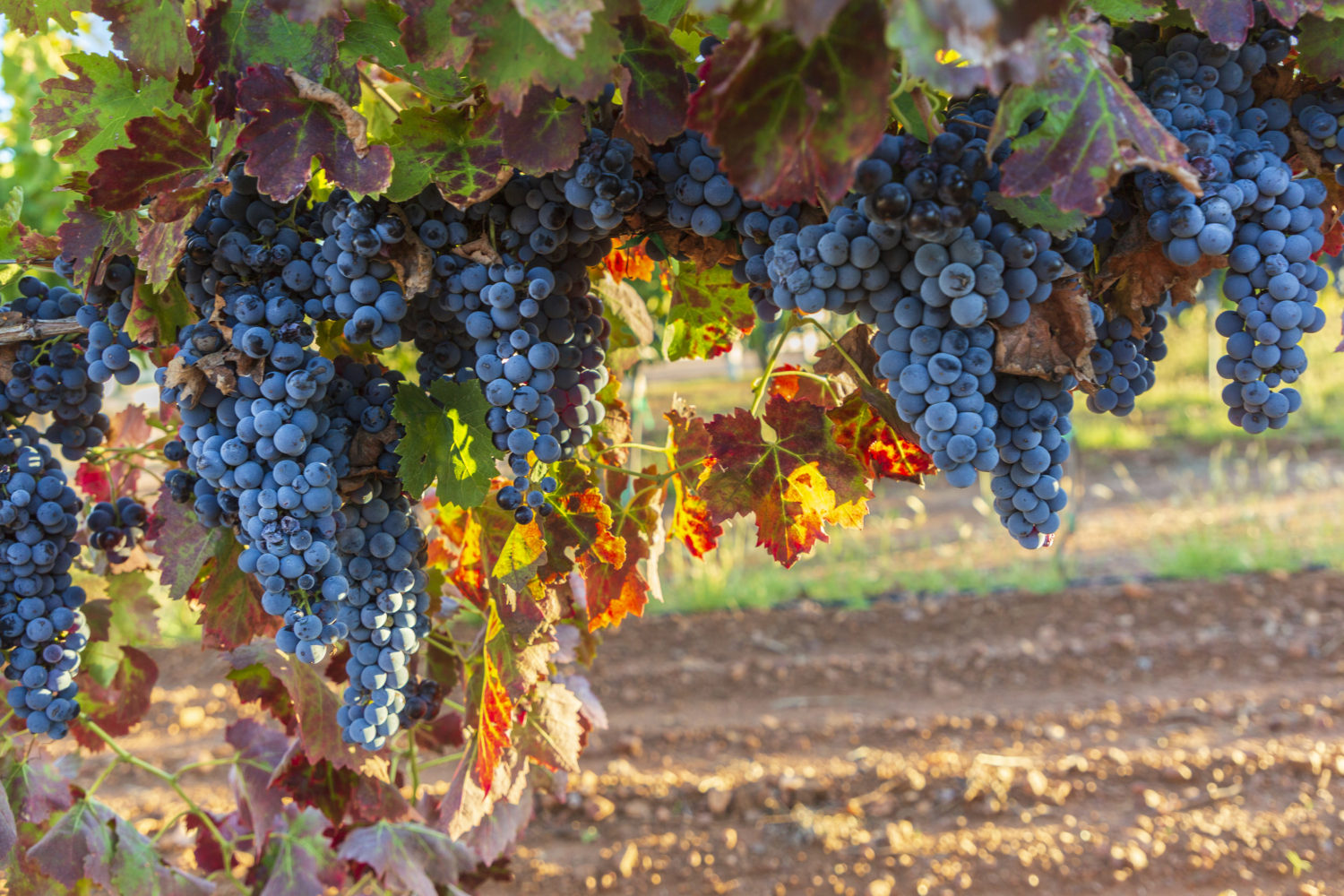 AZ Uncorked: The Arizona Wine Guide by Jenelle Bonifield